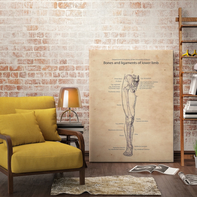 Bones and Ligaments of the Right Leg - Original Poster - Etsy