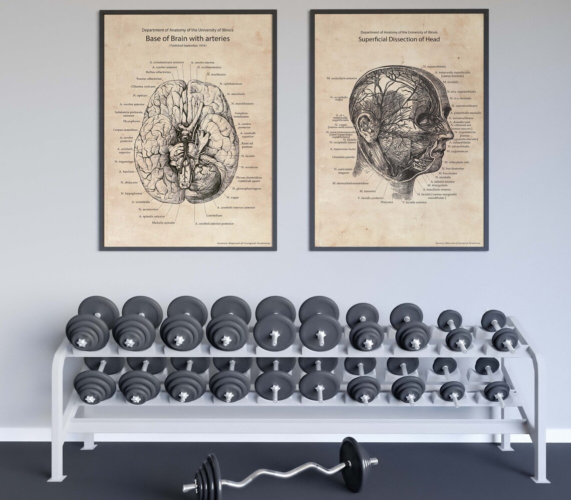 Superficial Dissection of Head Original Poster - Etsy