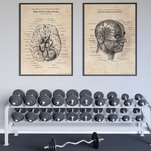 Superficial Dissection of Head Original Poster - Etsy