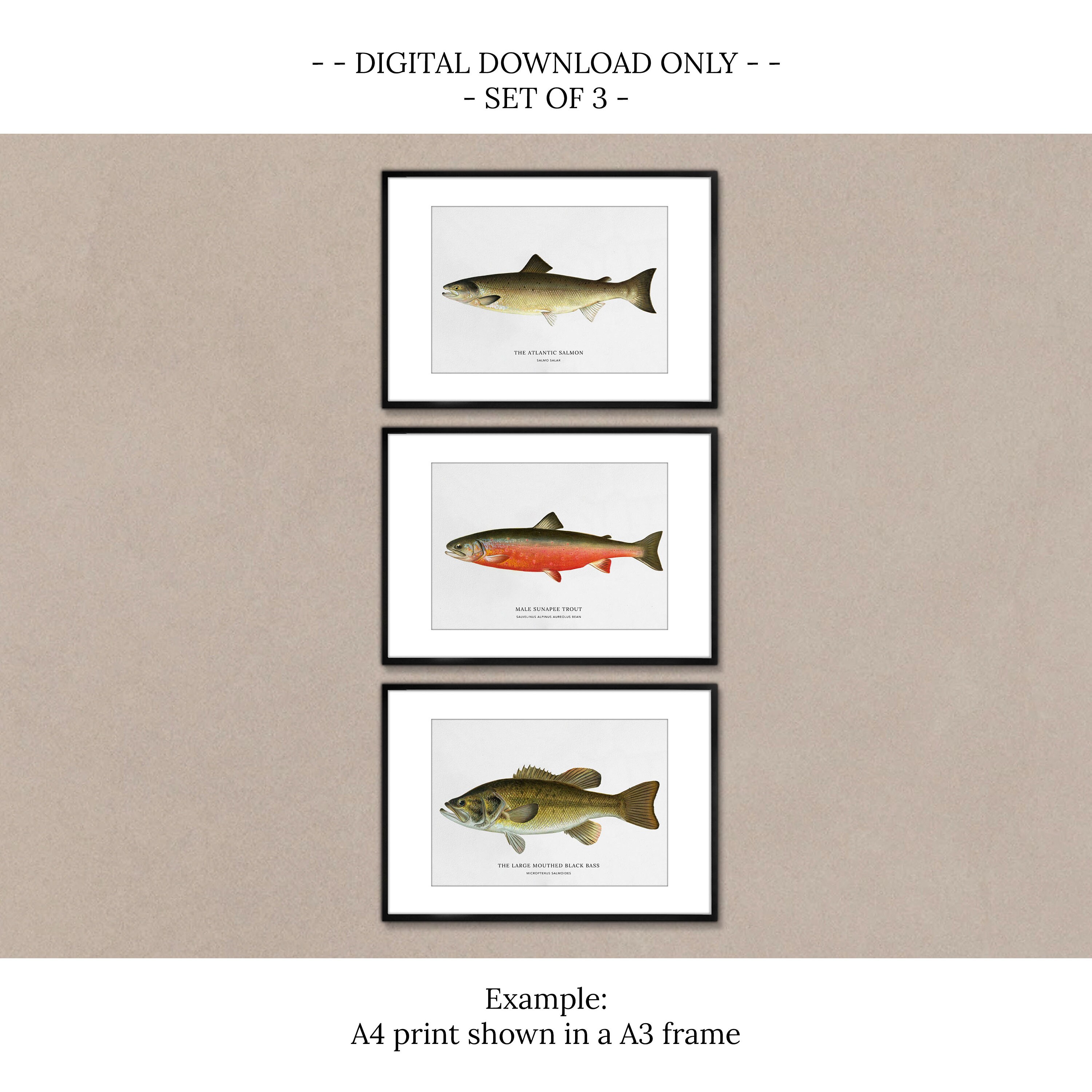 Fish Print Digital Download Print at Home Set of 3 Gift for Husband ...