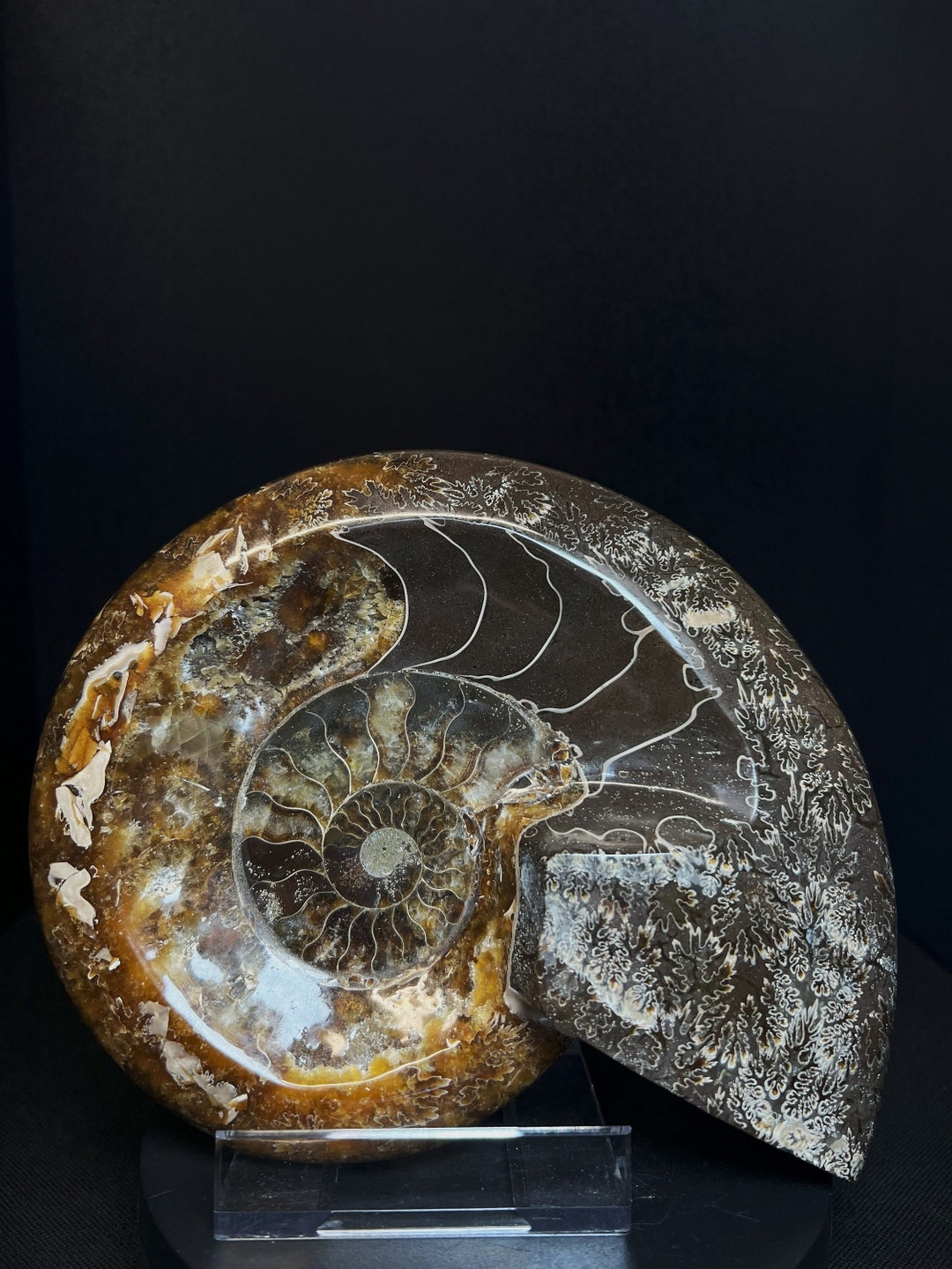 A Whole Large Ammonite Fossil- Home Decor, Statement Piece (stand Not ...