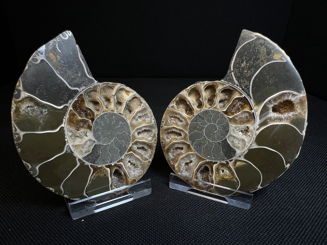 Small Ammonite Fossil Pair sold Together Home Decor Fossil - Etsy