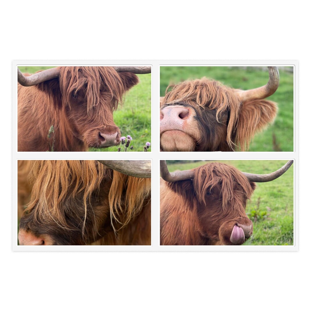 Highland Cow Sticker Sheet, Hairy Cows Stickers, Scotland Cow Sticker ...