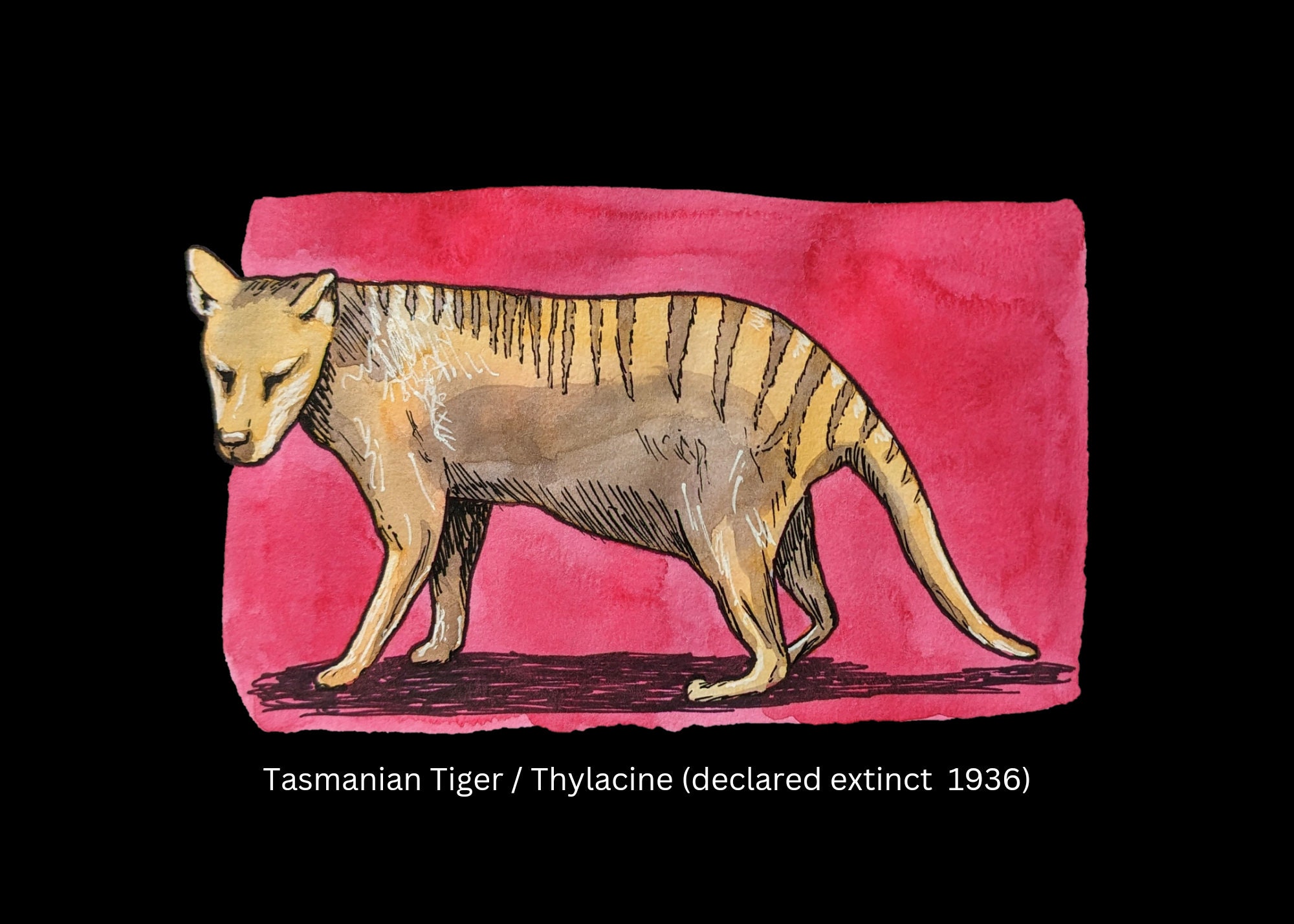 Tasmanian Tiger Thylacine Endangered Extinct Watercolor Animal Print - Etsy