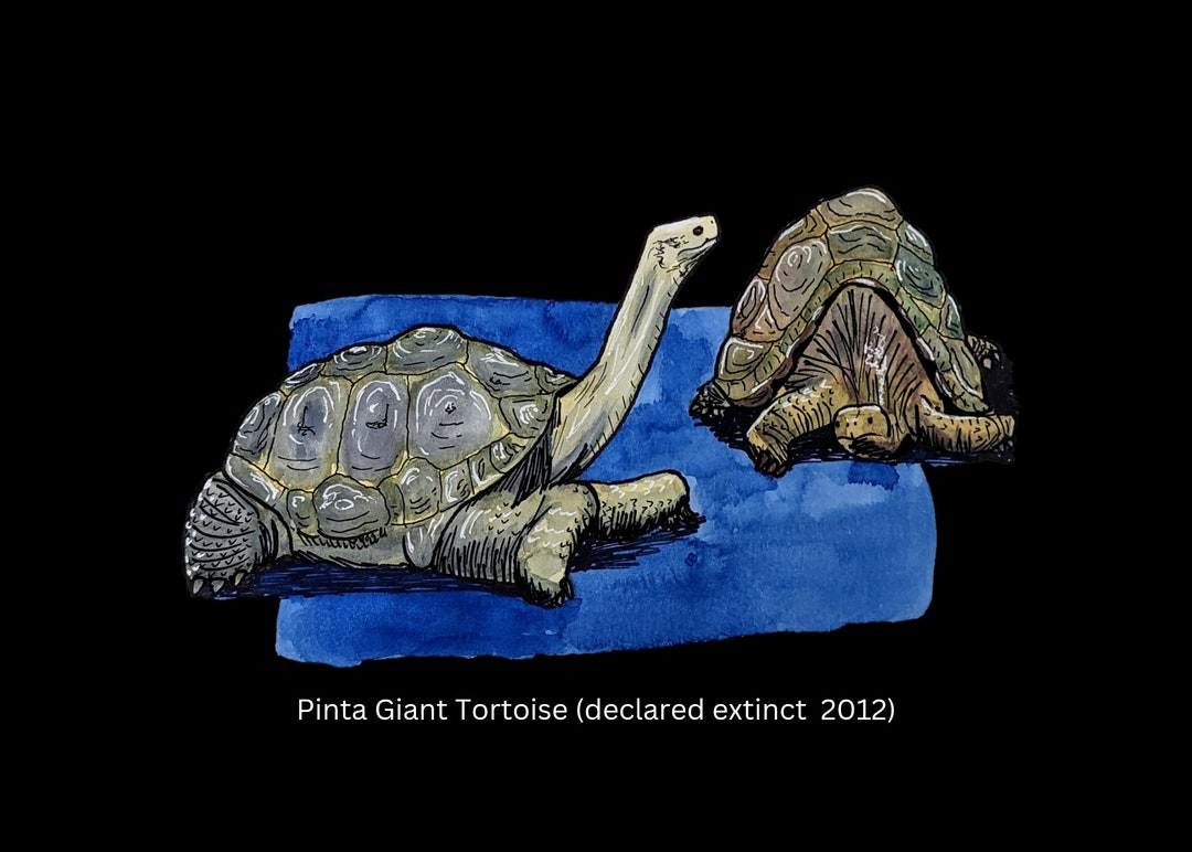 Pinta Giant Tortoise Endangered Extinct Watercolor Animal Print - Etsy