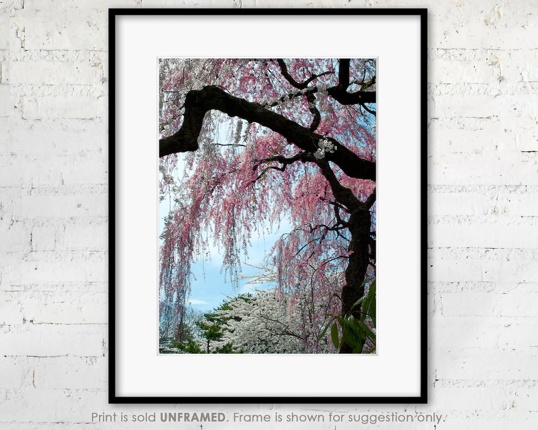 Cherry Tree Photographic Print, Weeping Cherry Blossoms, Spring Flowers ...