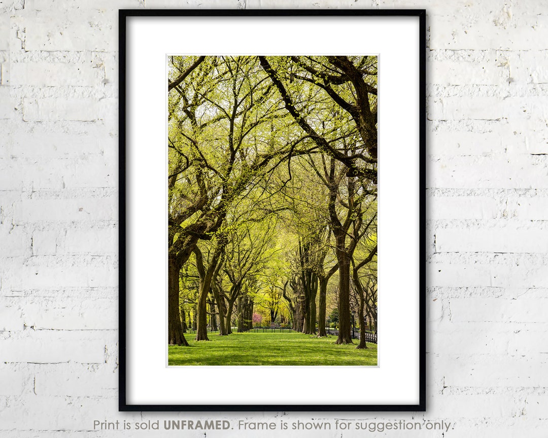 NYC Central Park "elm Trees in Spring, Along the Mall" Photo Print, New ...