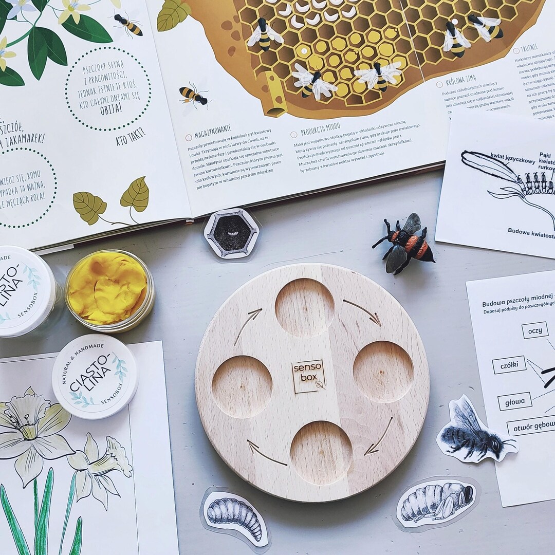 Wooden Life Cycle Tray – Montessori Educational Toy – Sensory Learning ...