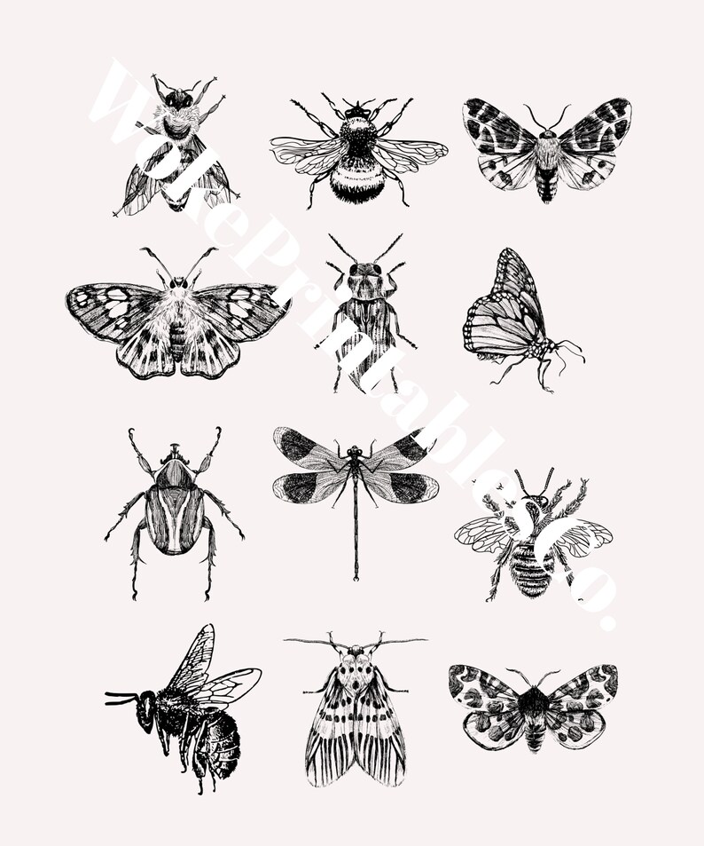 Insects Wall Print, Digital Download Print, Wall Decor, Large Printable ...