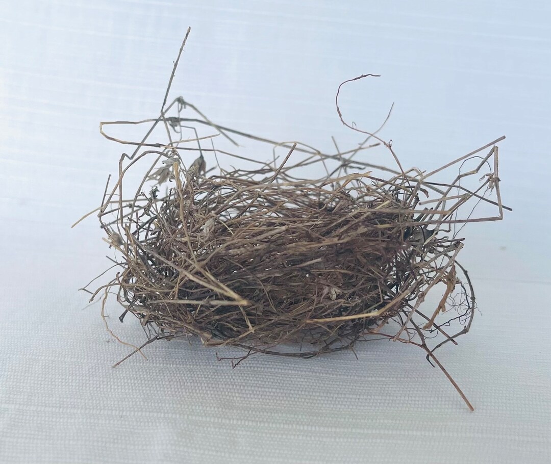 Bird Nest/ Natural Bird Nest/ Straw Bird Nest/ Floral Accents/ Teaching ...