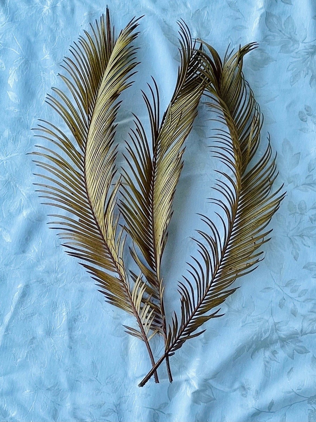 Sago Palm Fronds/ Dried Palm Fronds/ Floral Picks/ Leaves - Etsy