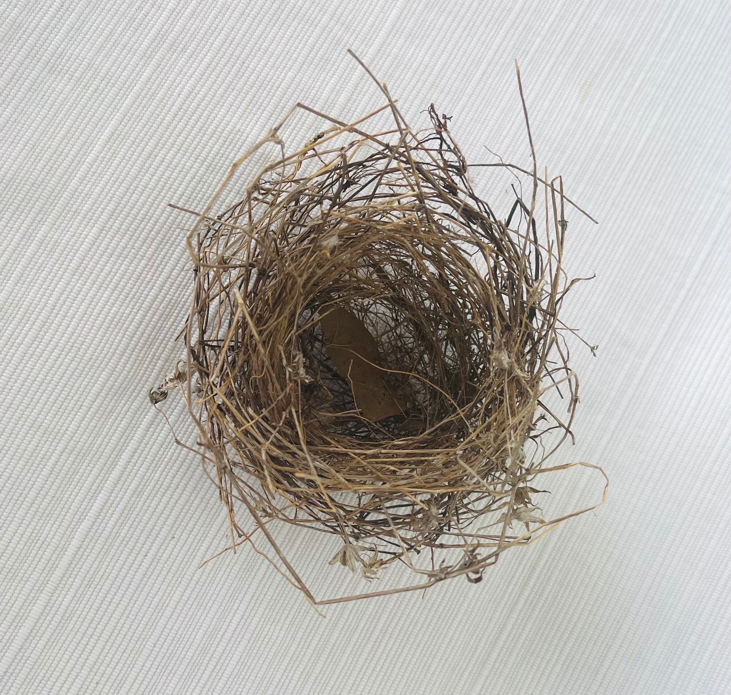 Bird Nest/ Natural Bird Nest/ Straw Bird Nest/ Floral Accents/ Teaching ...
