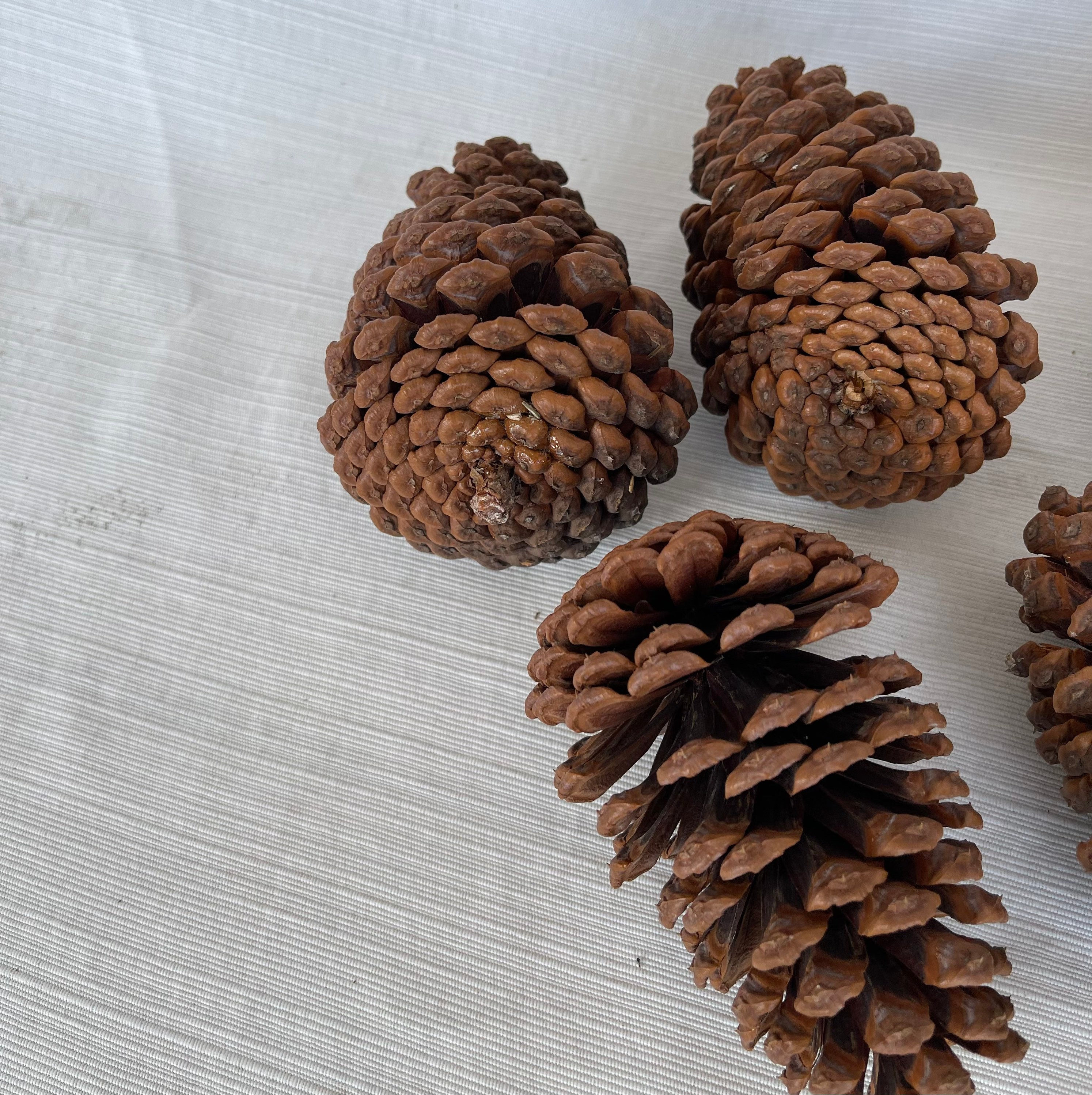 Pinecones/ Large Pinecones/ Pinecones for Crafting - Etsy