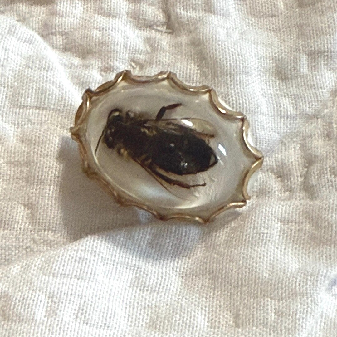 Vintage Resin Bug Brooch – Realistic Insect in Gold-tone Frame – 1950s ...