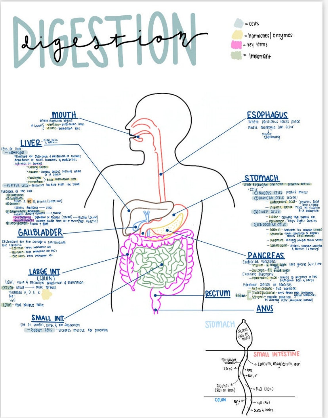 Pathophysiology Nursing Notes - Etsy