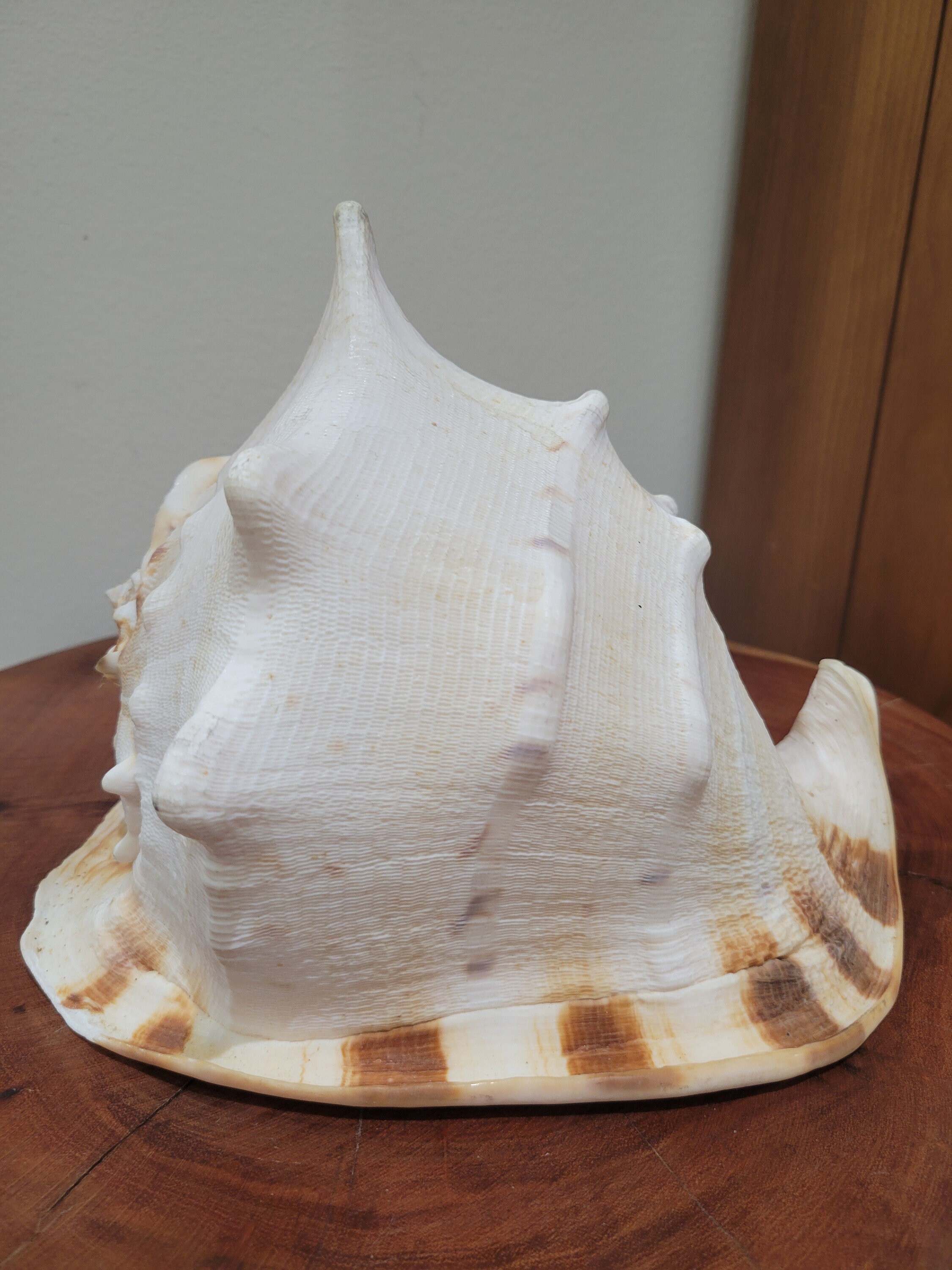Large King Helmet Conch Shell – Horn & Spines, Beach Decor - Etsy