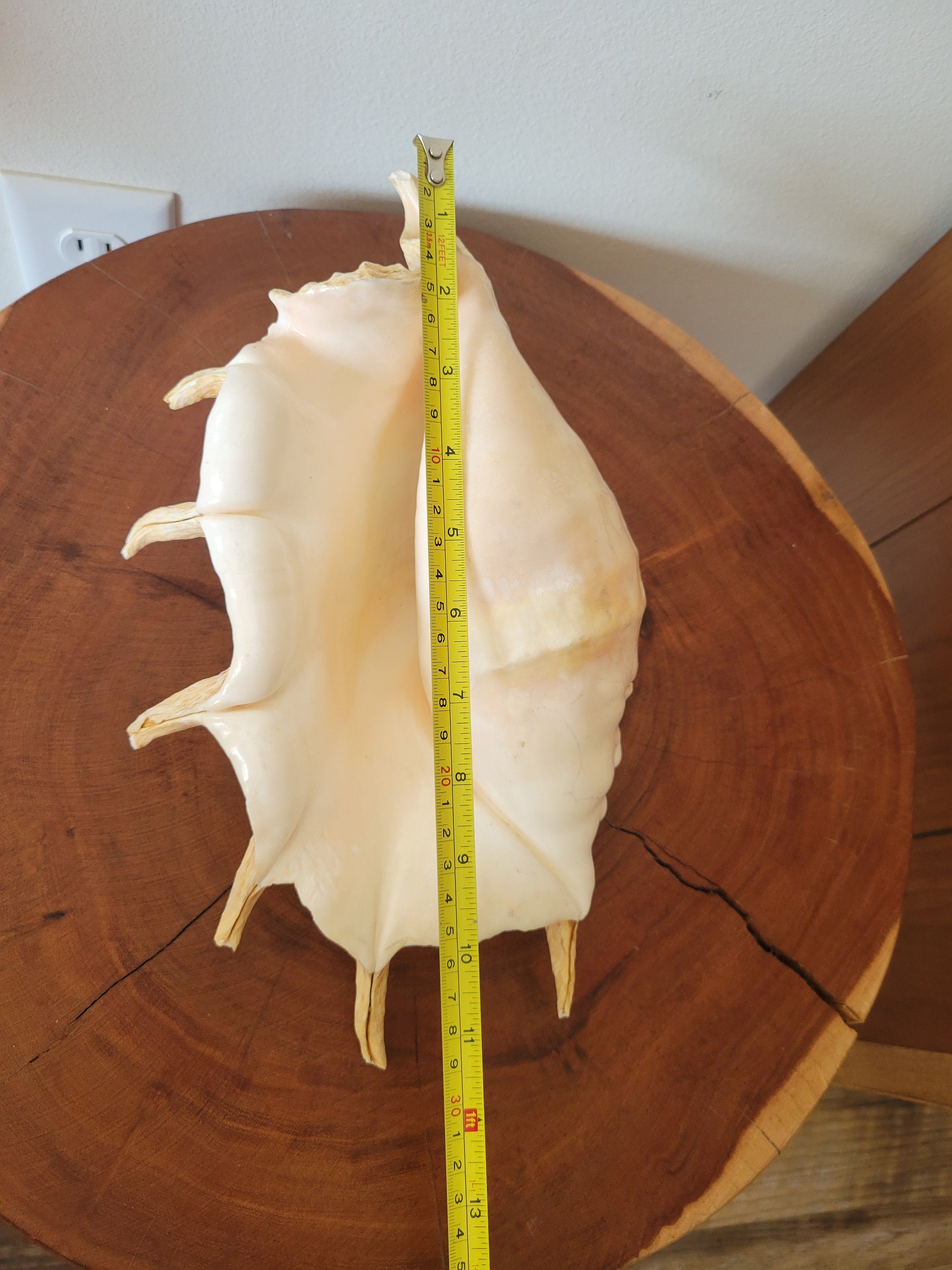 Giant Spider Conch Seashell Beach Decor 12 Inches X 9 Inches, Very ...