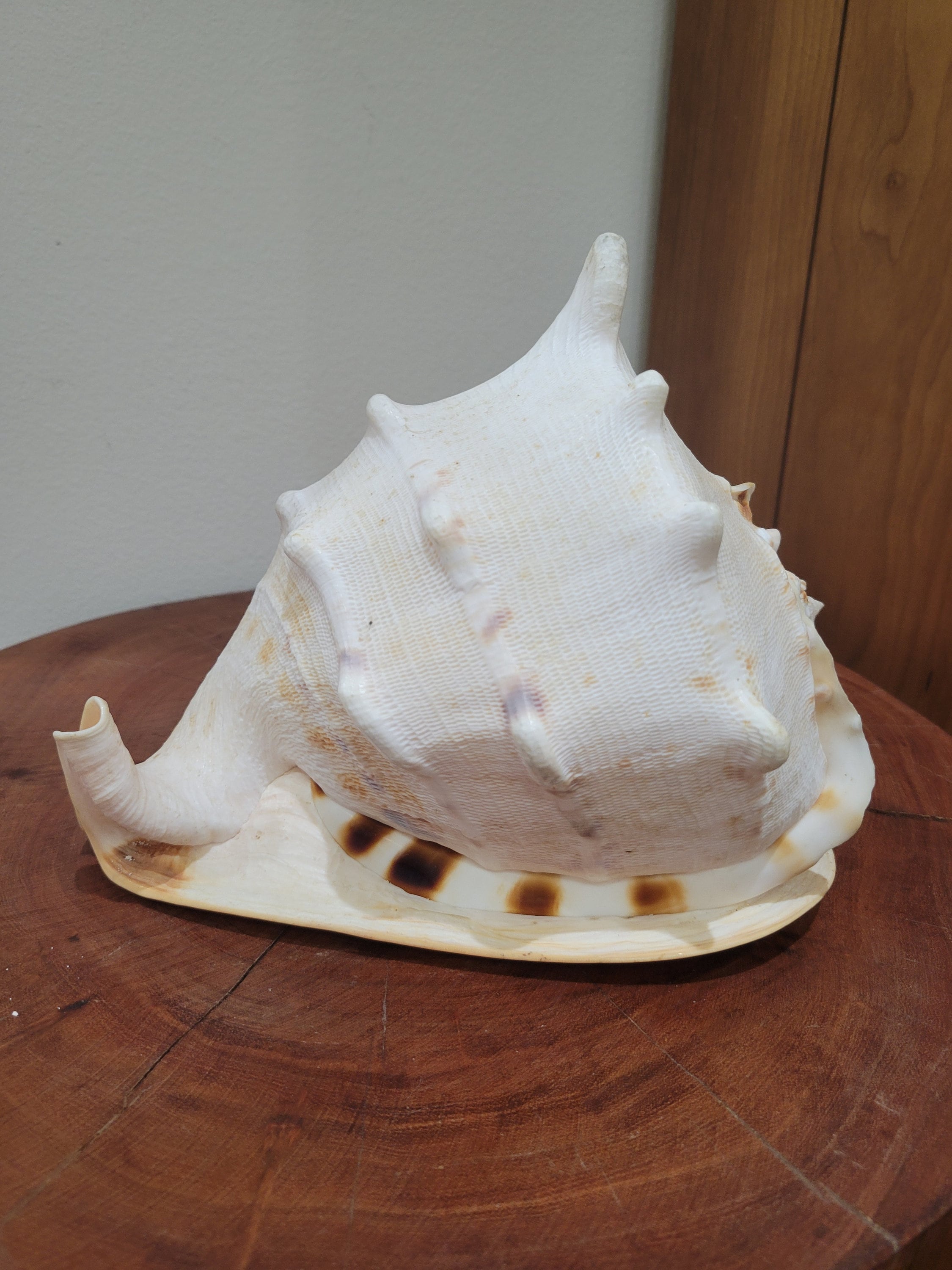 Large King Helmet Conch Shell – Horn & Spines, Beach Decor - Etsy