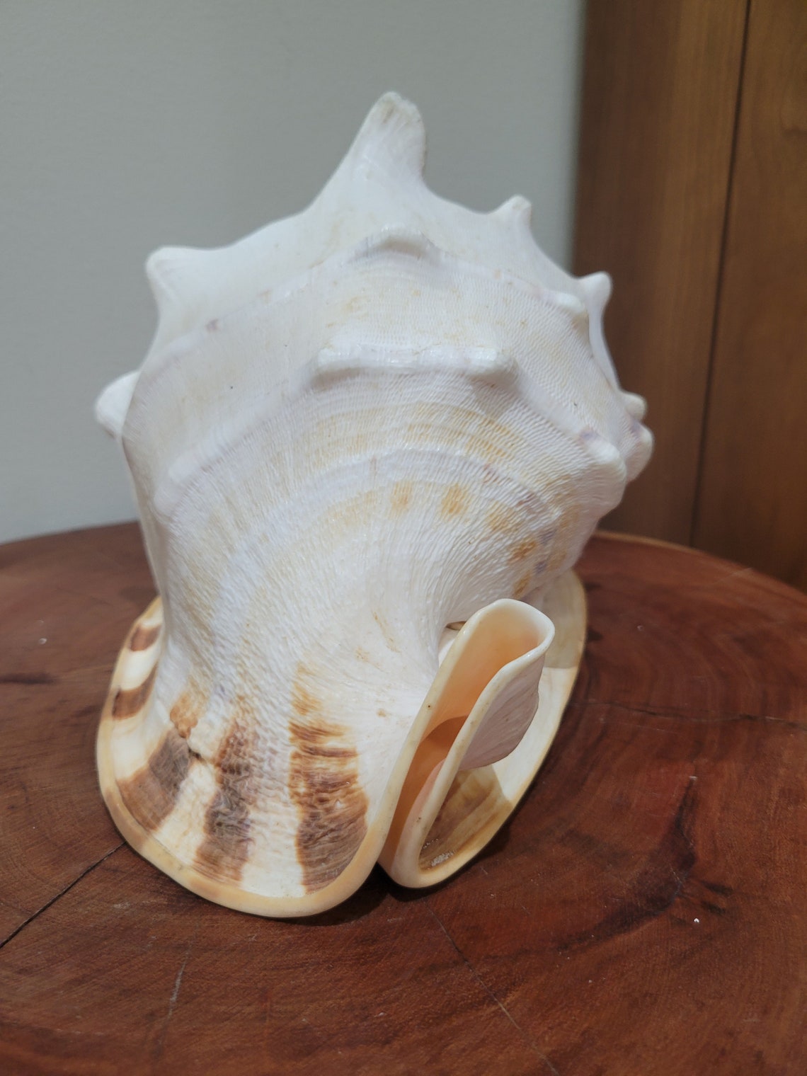 Large King Helmet Conch Shell – Horn & Spines, Beach Decor - Etsy