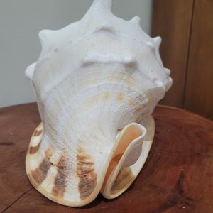 King Helmet Conch Shell Beautiful Gift From the Sea - Etsy