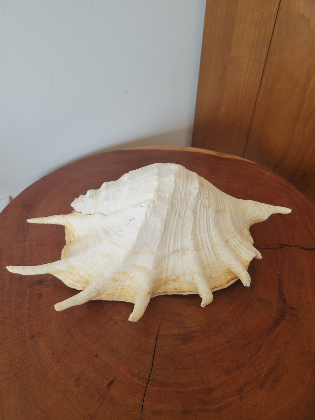 Giant Spider Conch Seashell Beach Decor 12 Inches X 9 Inches, Very ...