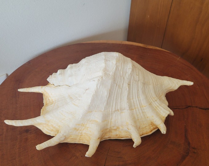 Giant Spider Conch Seashell Beach Decor 12 Inches X 9 Inches, Very ...
