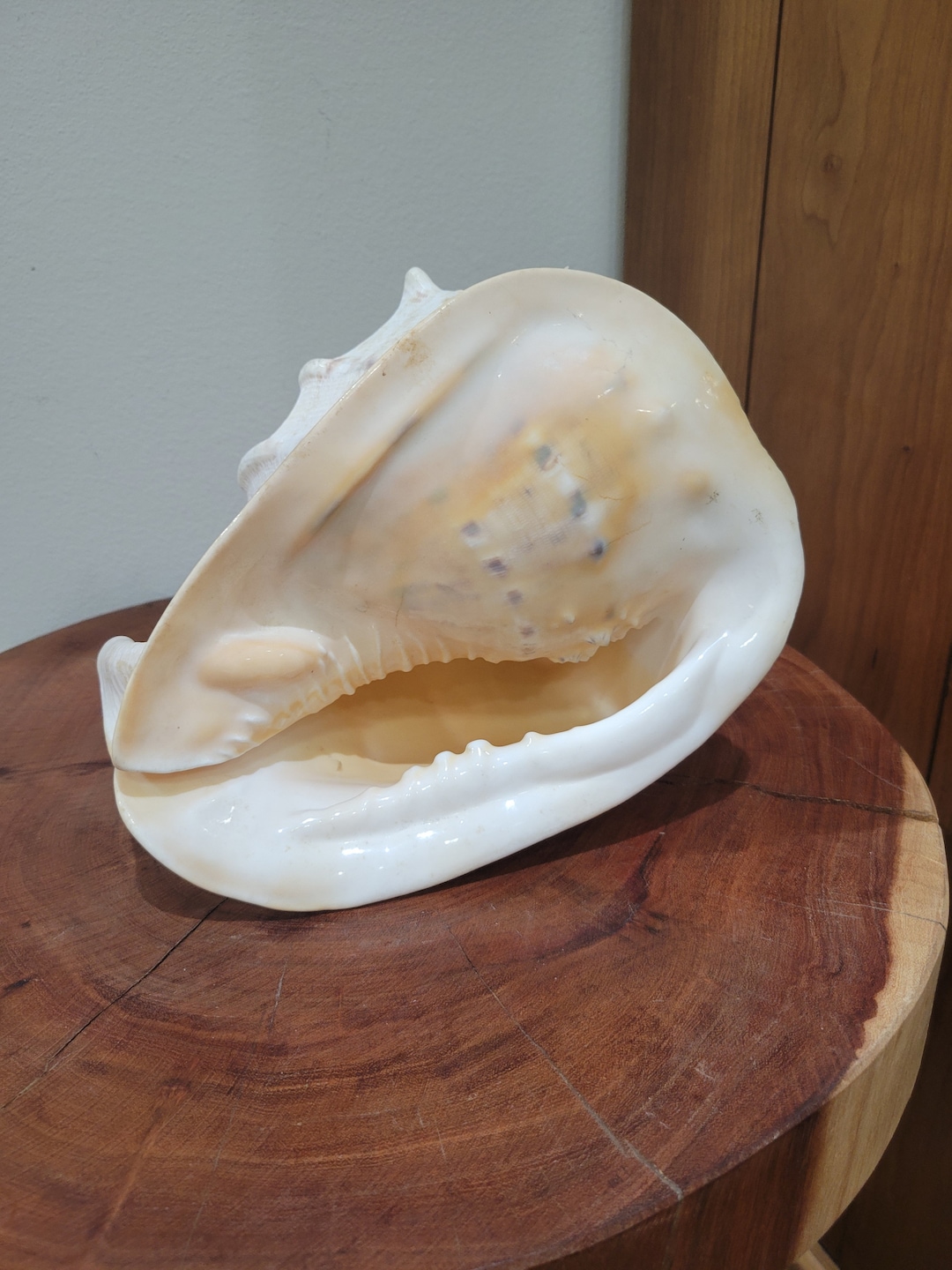 King Helmet Conch Shell Beautiful Gift From the Sea - Etsy