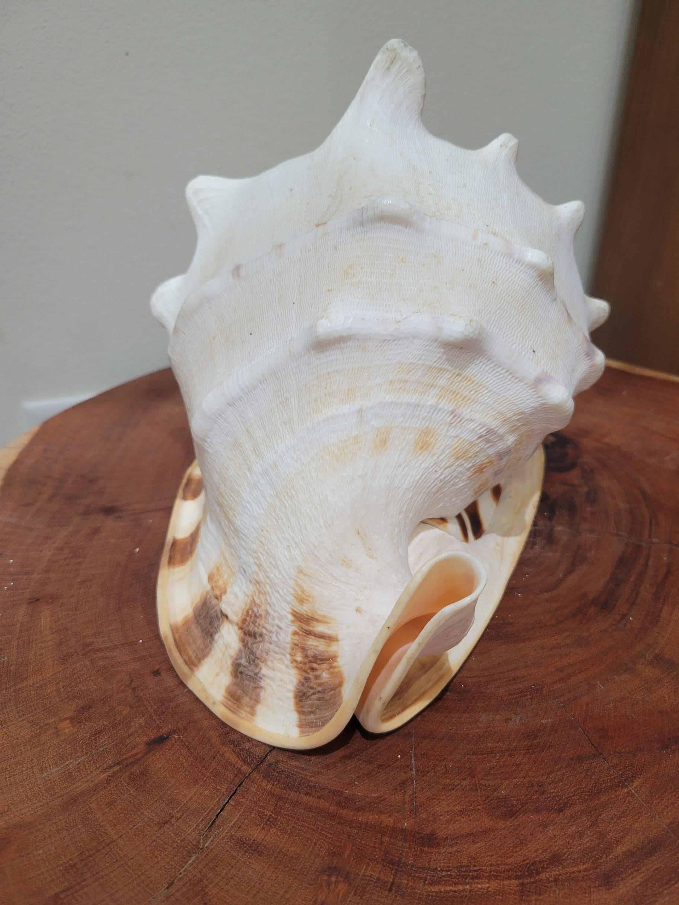 Large King Helmet Conch Shell – Horn & Spines, Beach Decor - Etsy