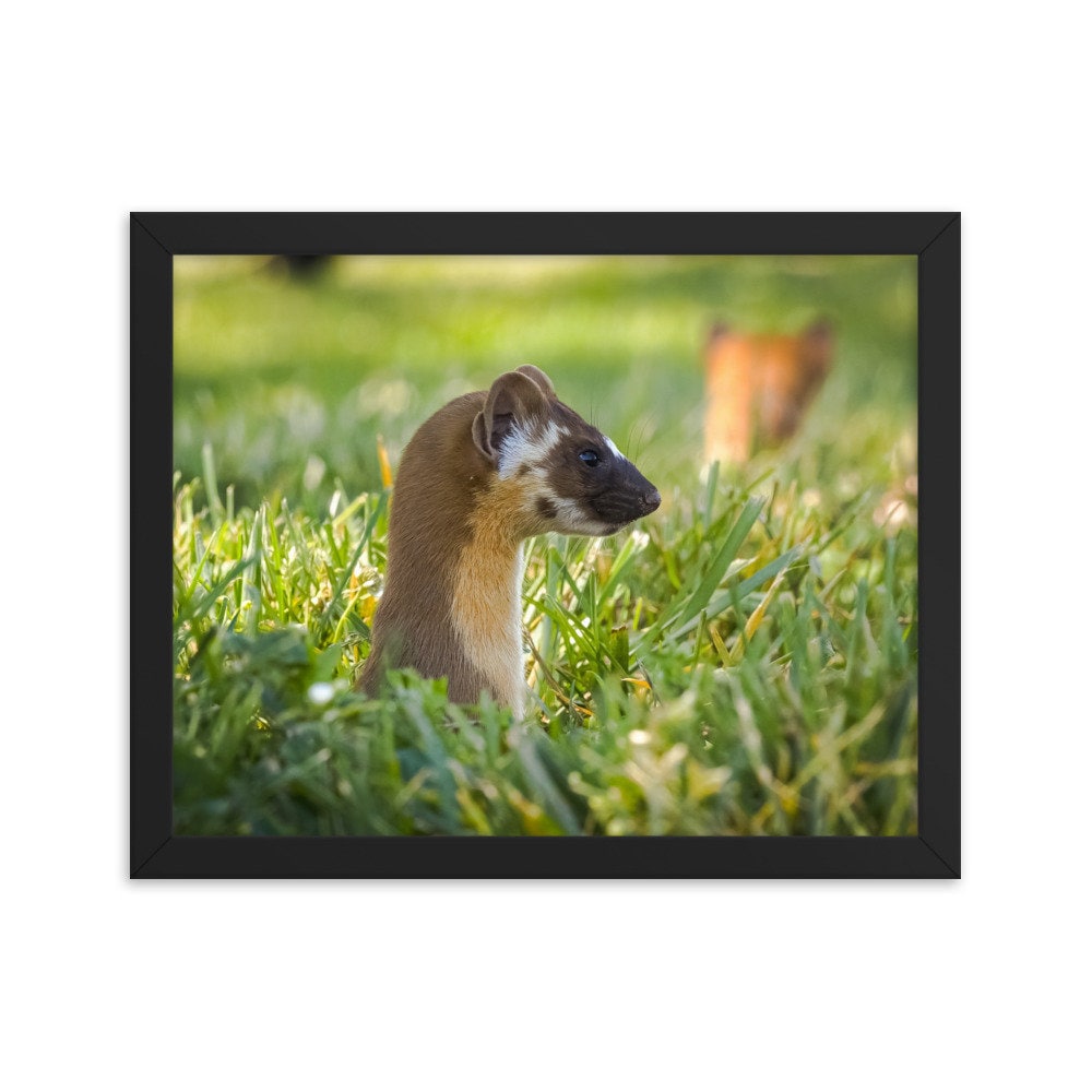 Long-tailed Weasels - Etsy