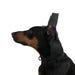 Doberman Ear Posting Brace - Training Bells & Whistles - Etsy