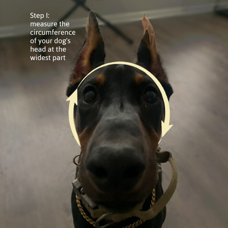 Doberman Ear Posting Brace - Etsy