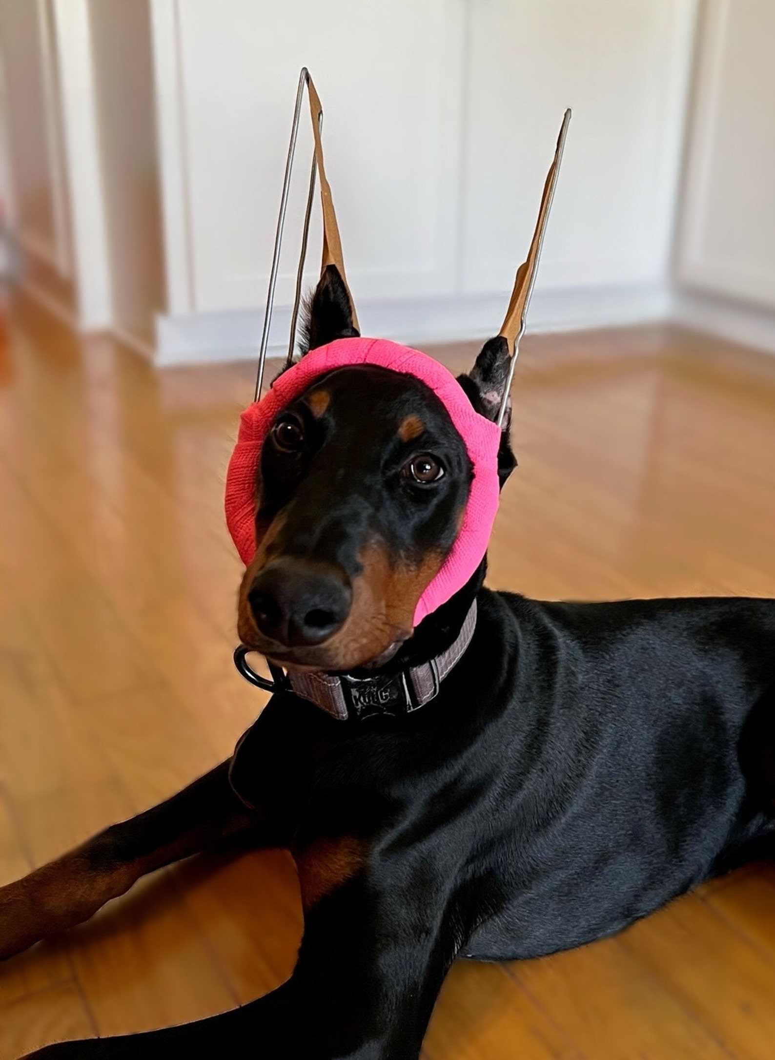 Doberman Ear Posting Brace - Etsy