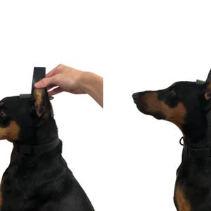 Doberman Ear Posting Brace - Etsy