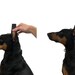 Doberman Ear Posting Brace - Training Bells & Whistles - Etsy