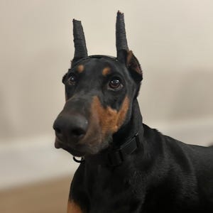 Doberman Ear Posting Brace - Etsy