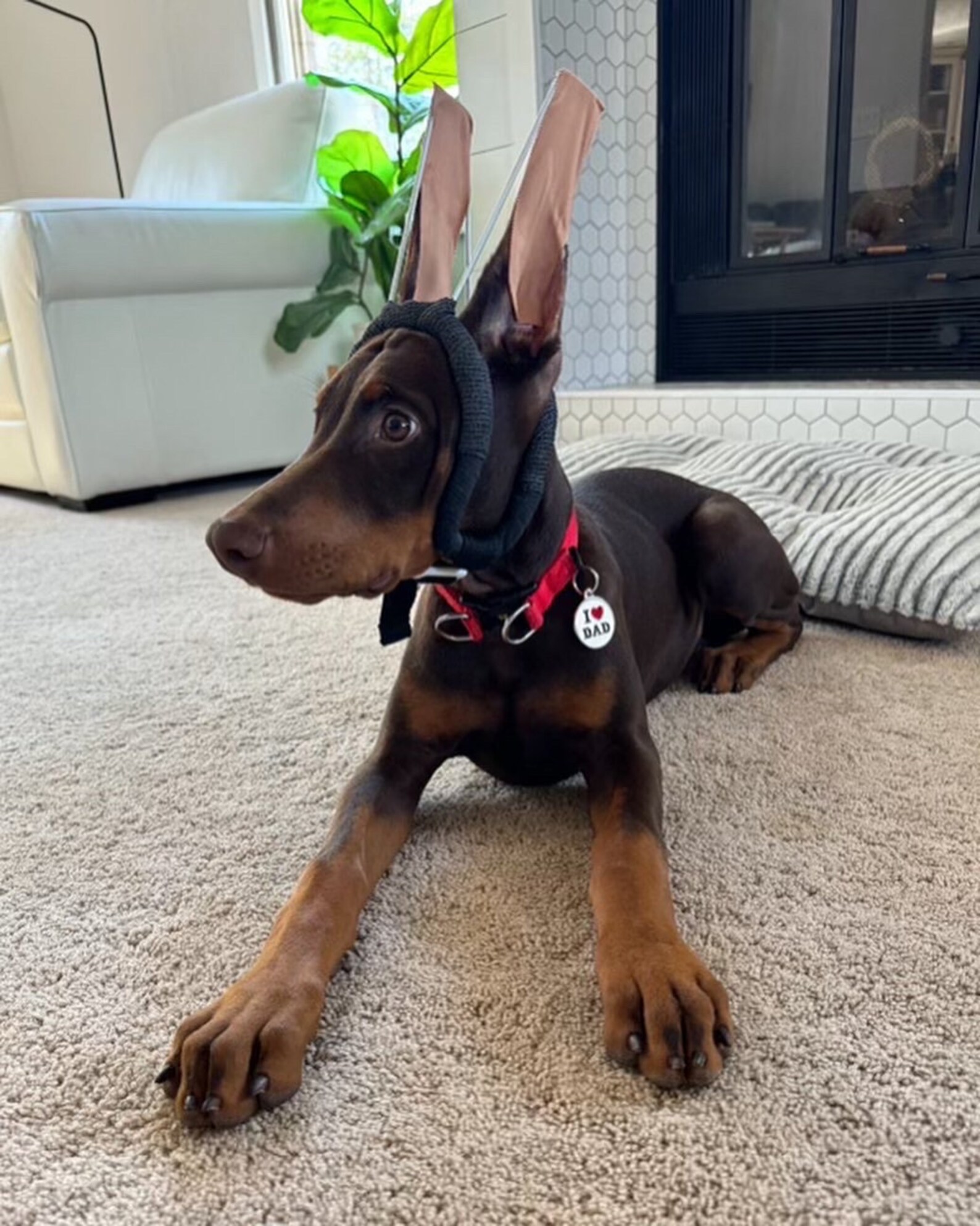 Doberman Ear Posting Brace - Etsy