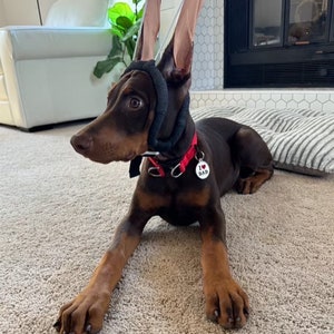 Doberman Ear Posting Brace - Etsy