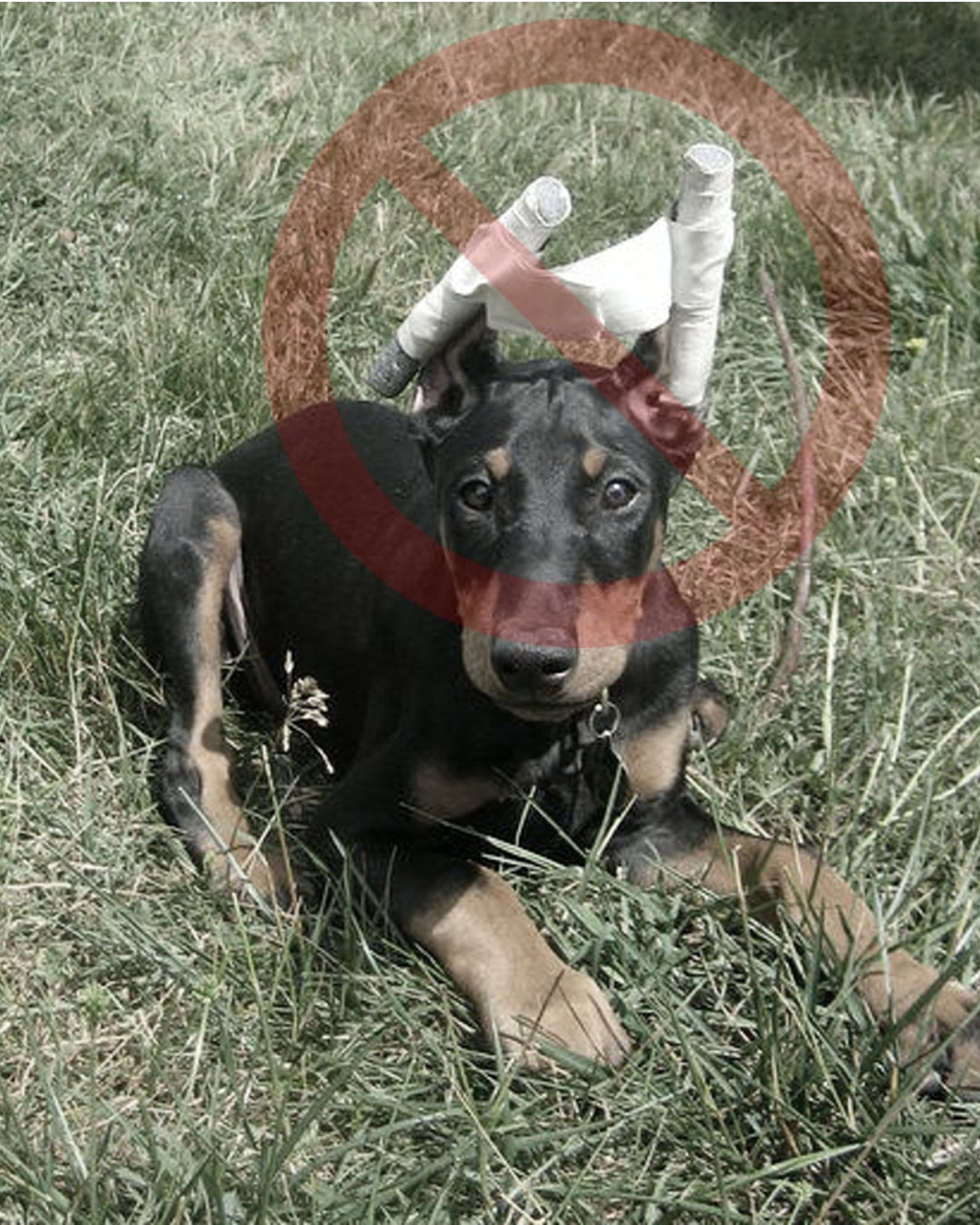 Doberman Ear Posting Brace - Etsy