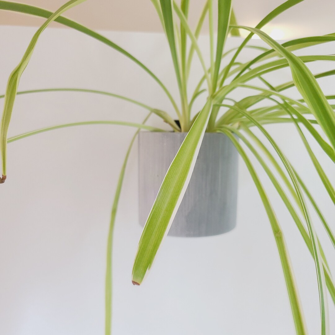 TWO Modern Light Blue Resin and Concrete Wall Planter - 4.5-4.7in High ...