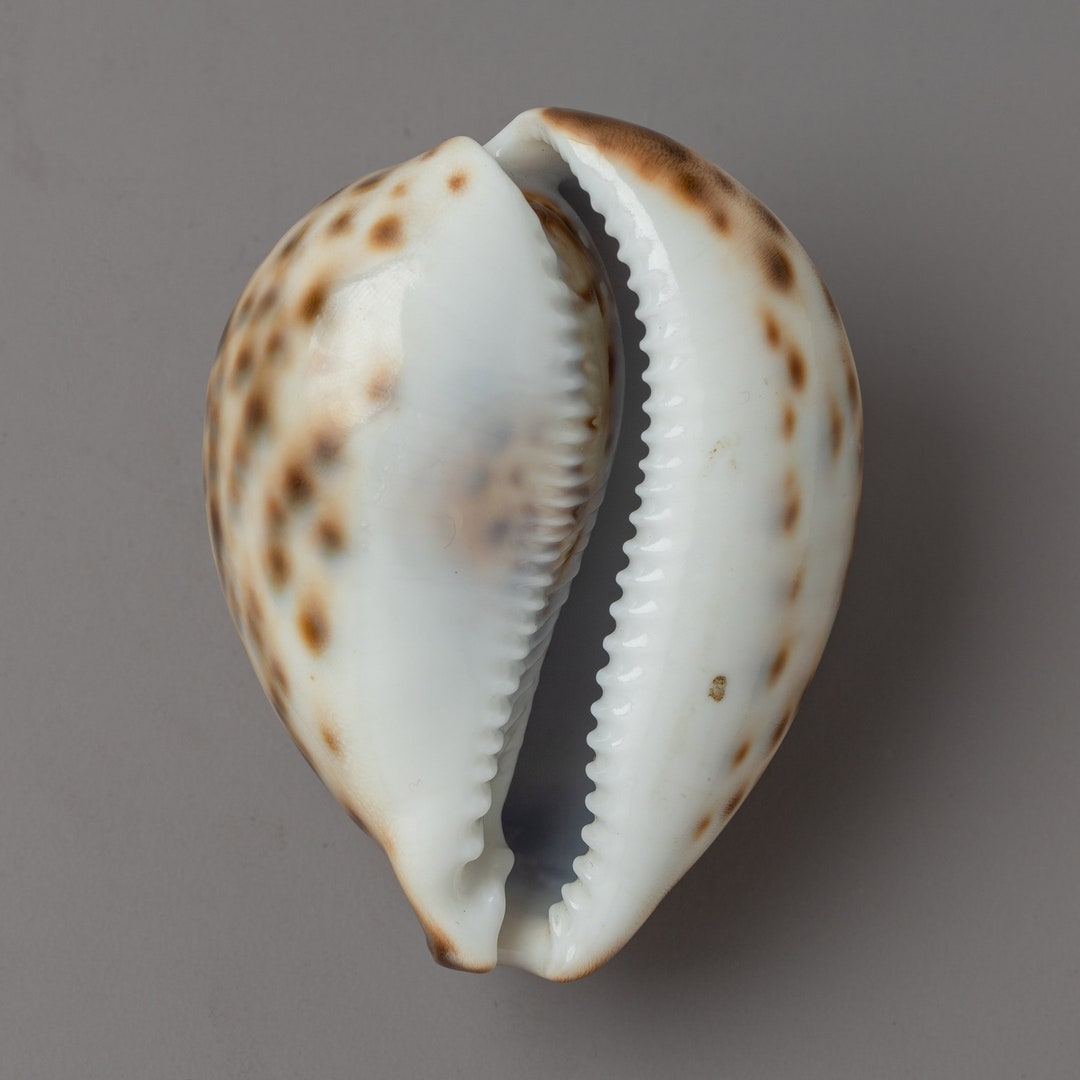 Sankha Conch Shell | Conch Shell Symbolizing Spiritual Awakening ...