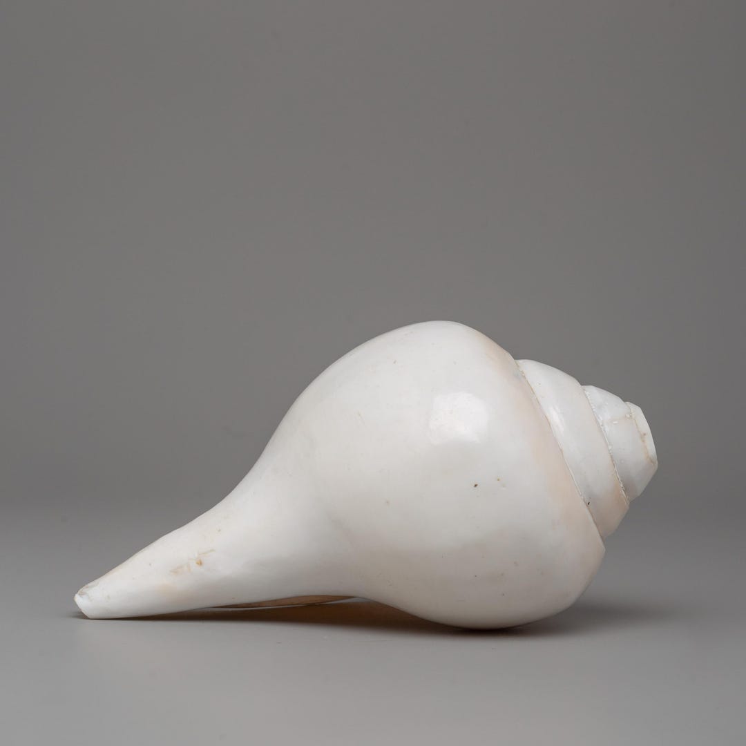 Sacred Conch Shankha | Ritual Conch Shell for Buddhist and Hindu Puja ...