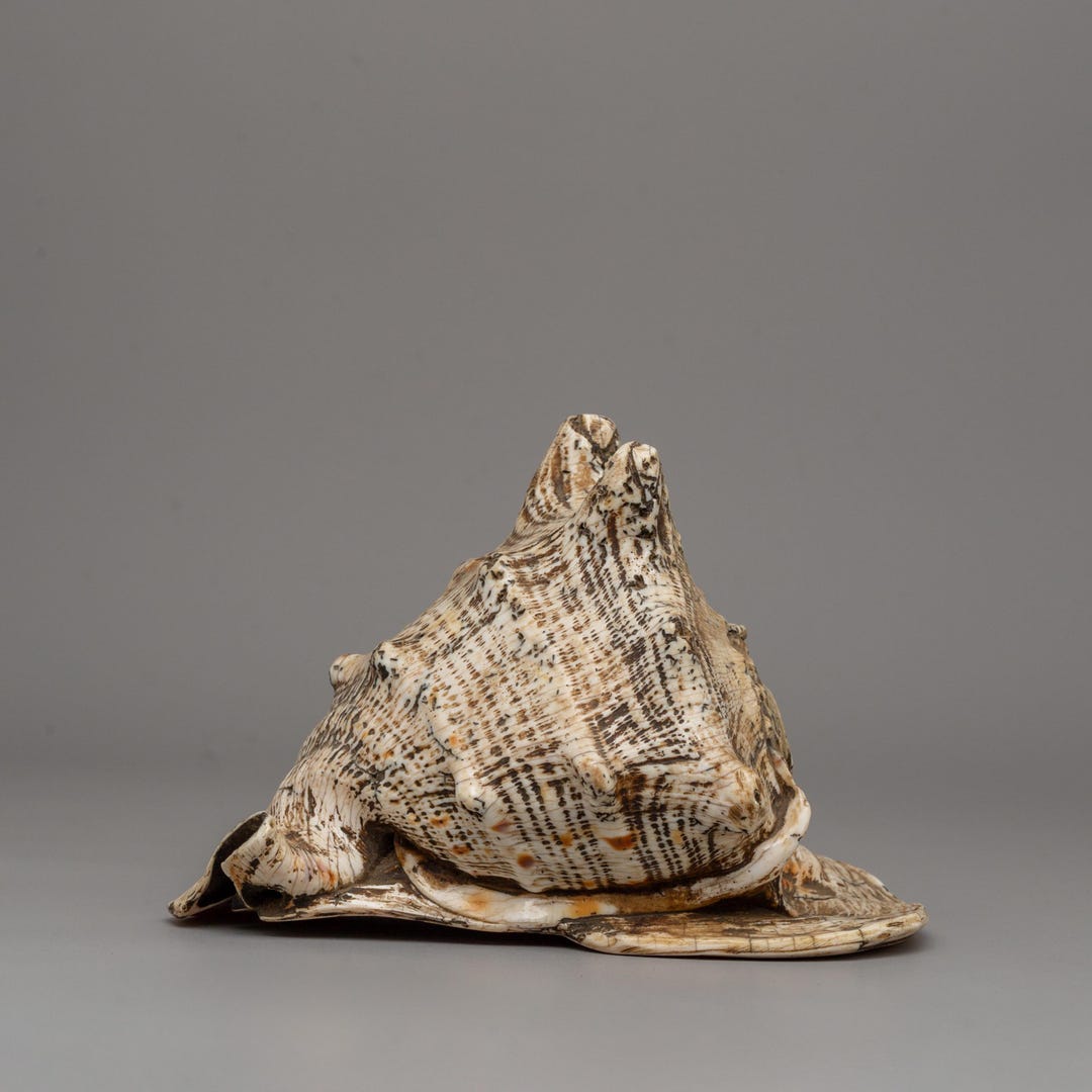 Beautiful Gauri Sankha | 15cm Sacred Conch Shell Artifact for Buddhist ...