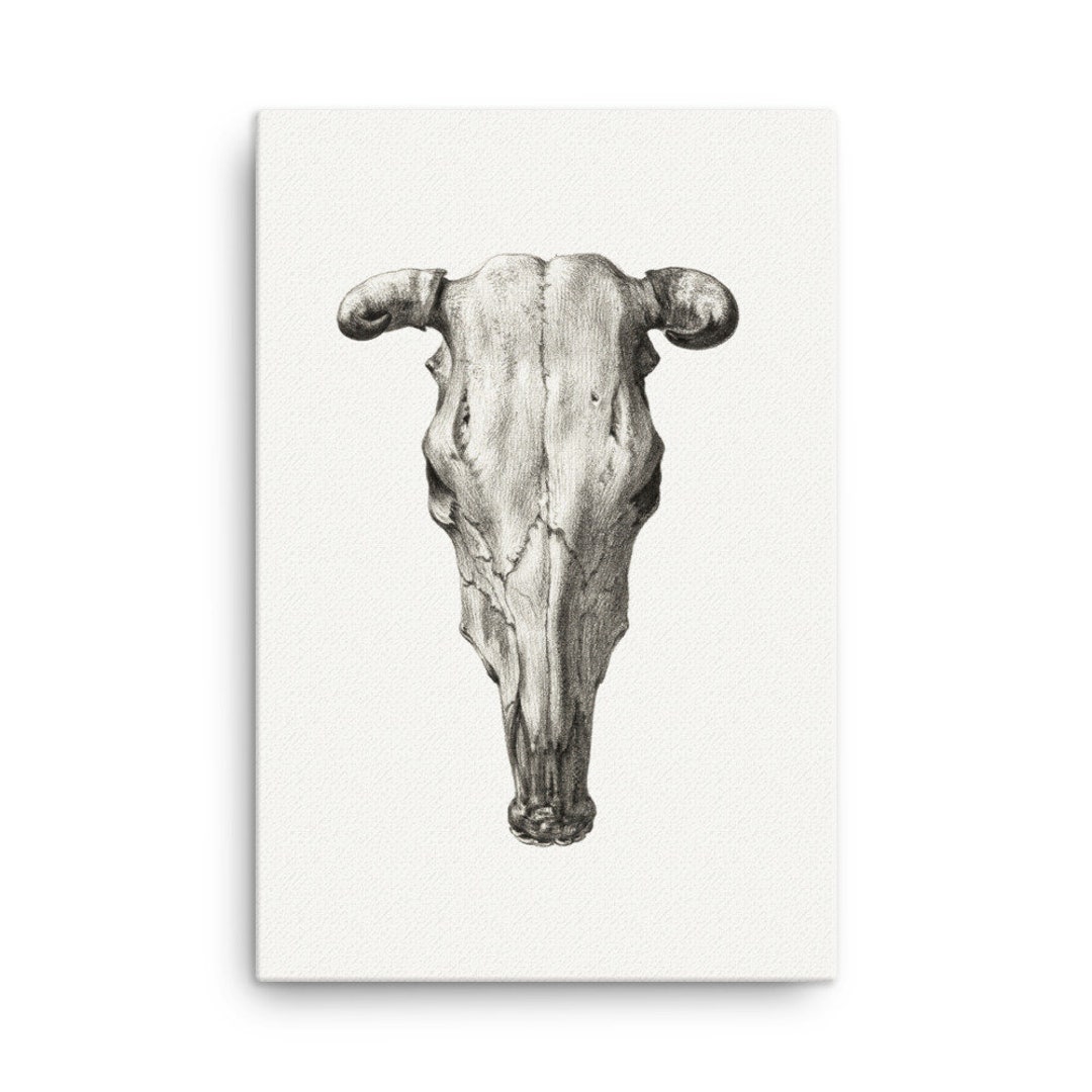 Skull of a Cow by Jean Bernard Gallery Wrapped Stretched Canvas Art ...