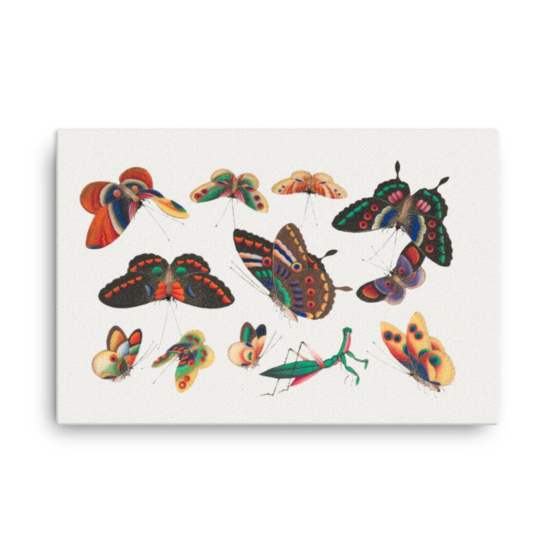 Qing Dynasty Chinese Butterfly and Insect Gallery Wrapped Stretched ...