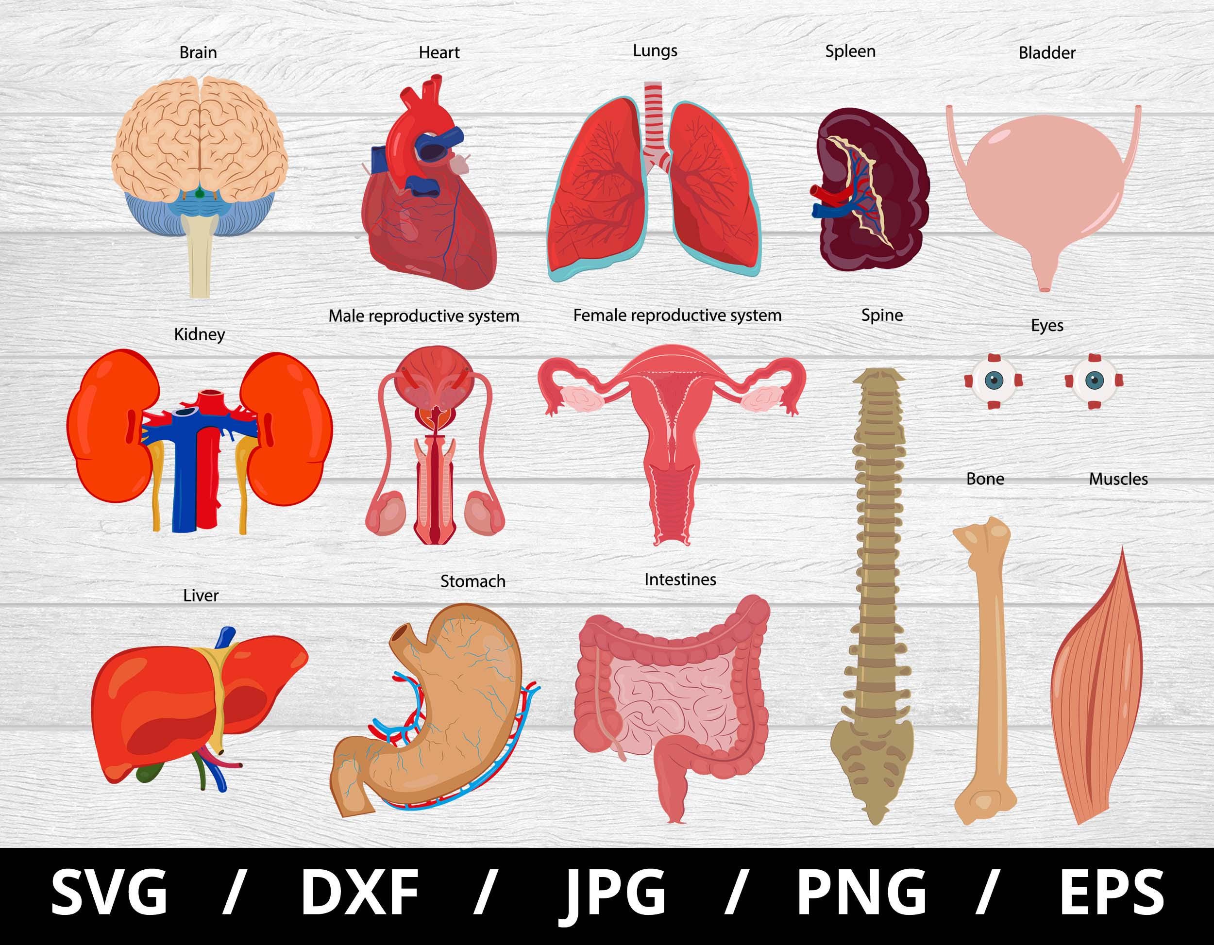 Human Anatomy Illustration Sets Svg, Human Internal Organs Svg, Human ...