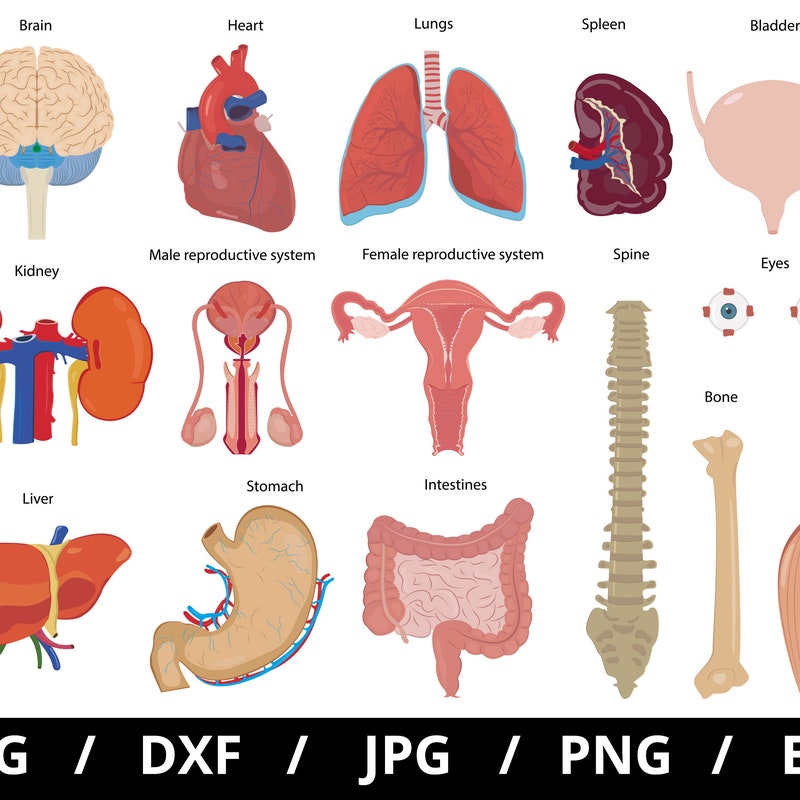 Human Body Felt - Etsy