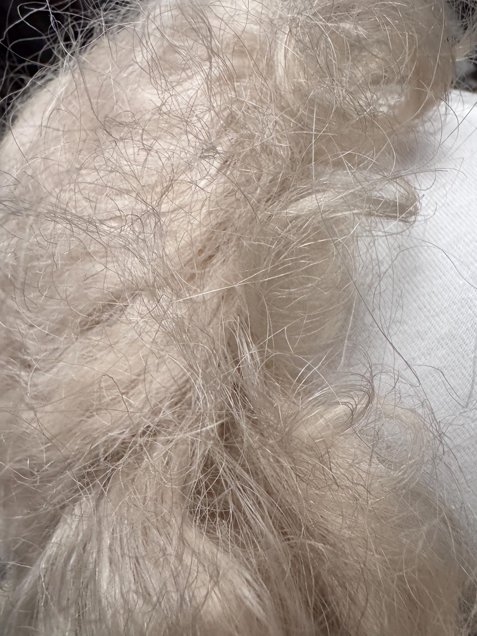 Authentic Antique Victorian Wig. 18th-19th Century Wig. - Etsy