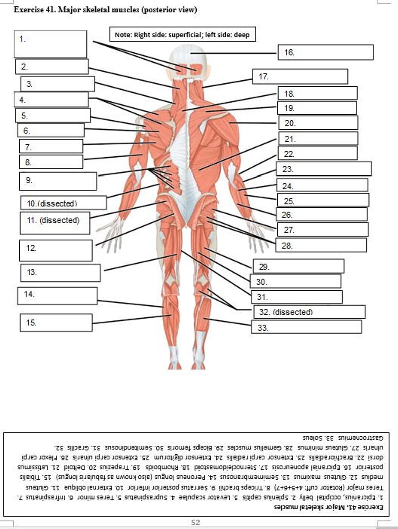 Human Anatomy Workbook for Students - Practice and Reinforce Your ...