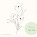 Crocus Flower Lineart PNG / SVG | Digital Download | Plant Clipart ...
