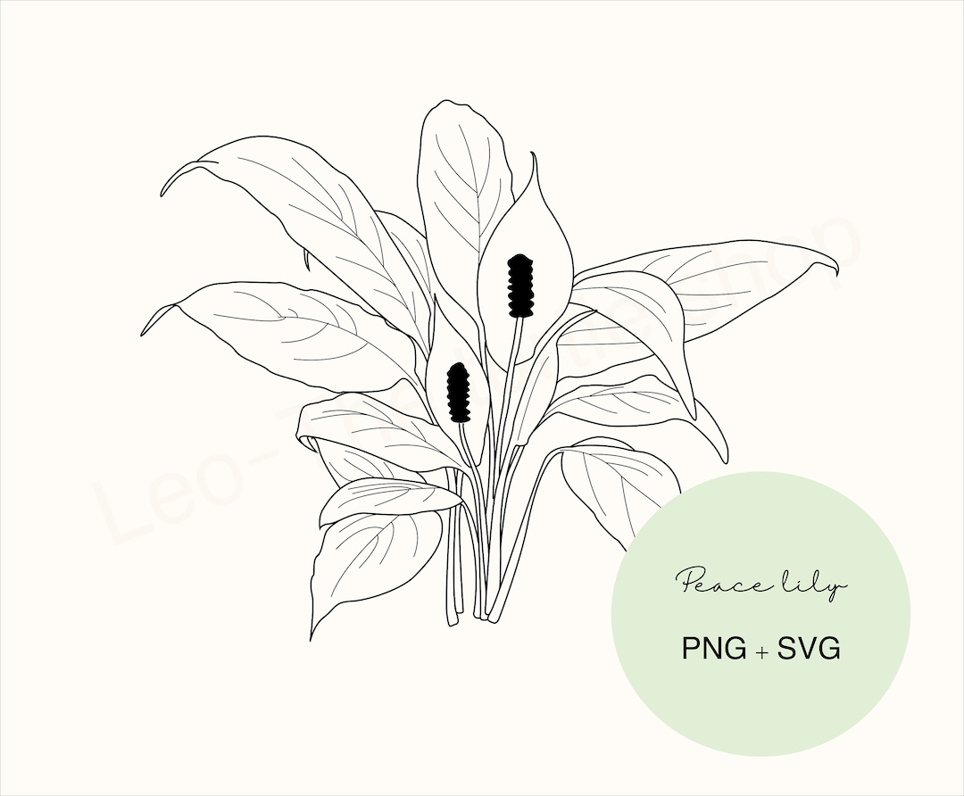Peace Lily Lineart SVG PNG Digital Download Plant - Etsy